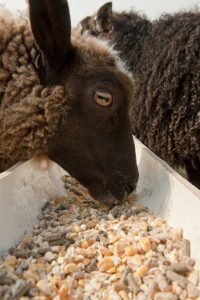 Wondering What to Feed Sheep? How about Field Corn! - Countryside